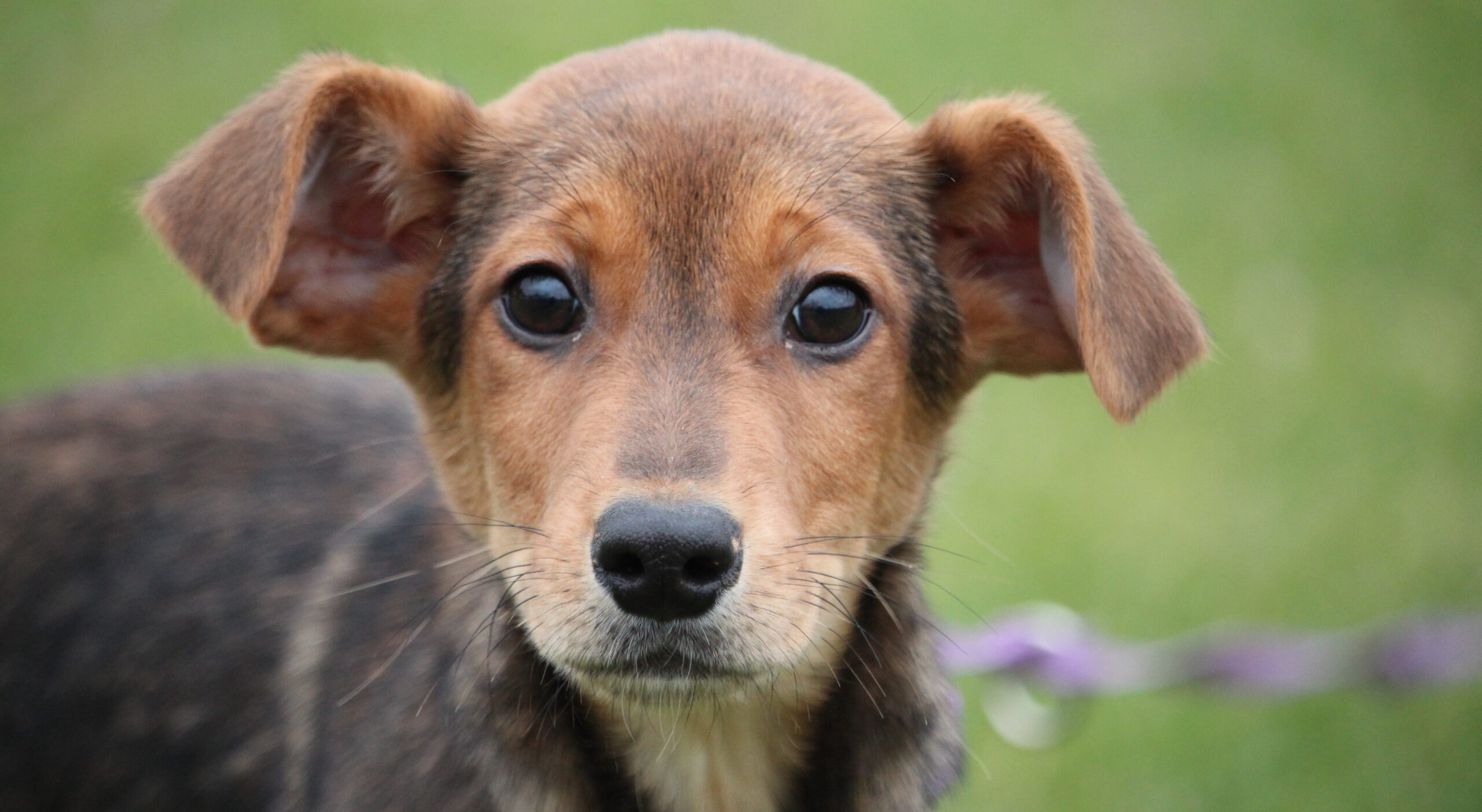 Startseite | Tierheim Soest