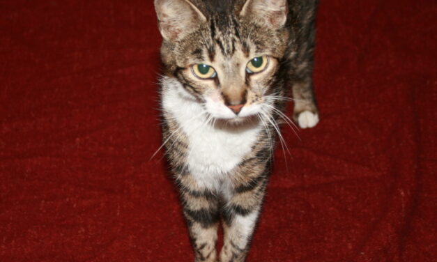 Katzen | Tierheim Soest